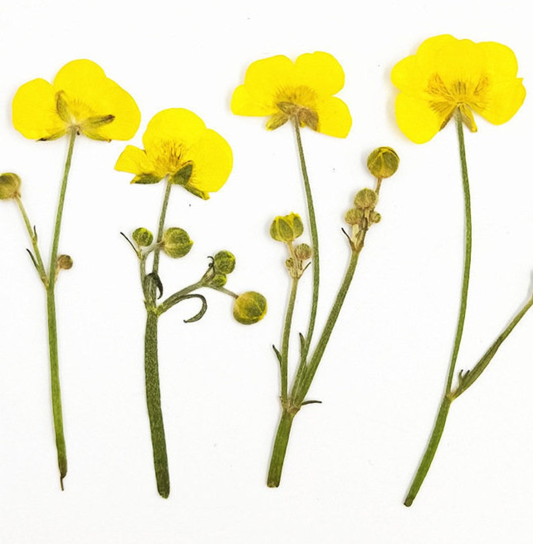 Pressed Dried Buttercup Flowers Flowers for Floral Art Craft Resin Cast ...