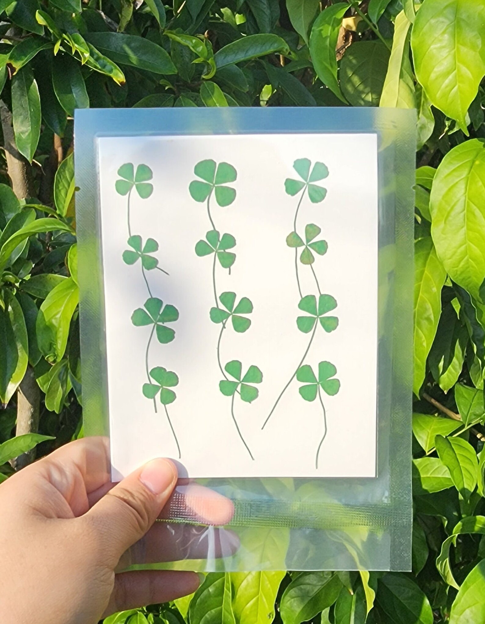 Pressed Dried 4 Leaf Clover for Floral Art Craft Resin Cast - Etsy