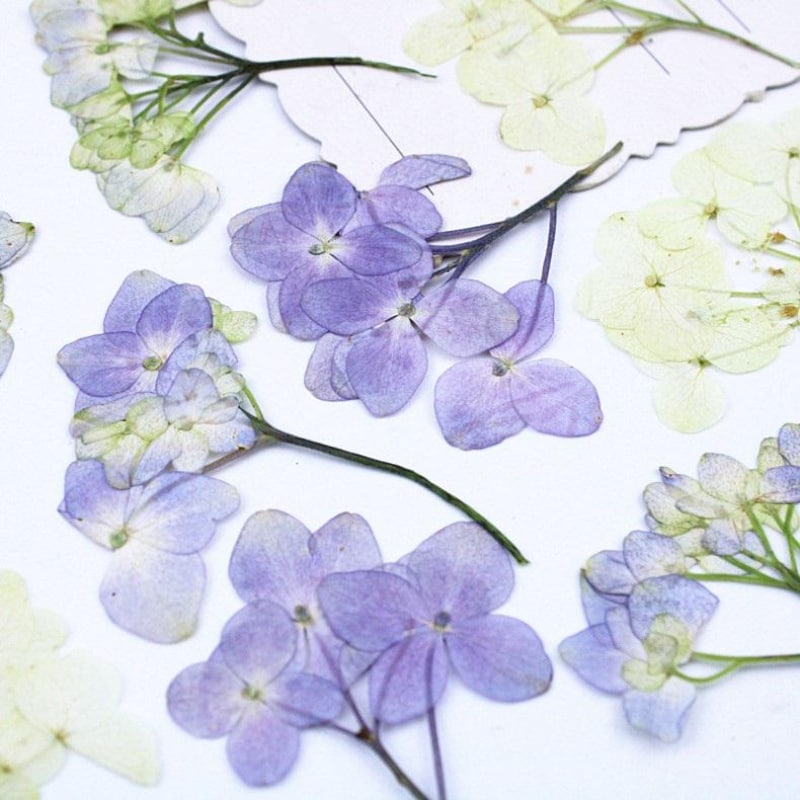 Dried Hydrangeas Stem - Etsy