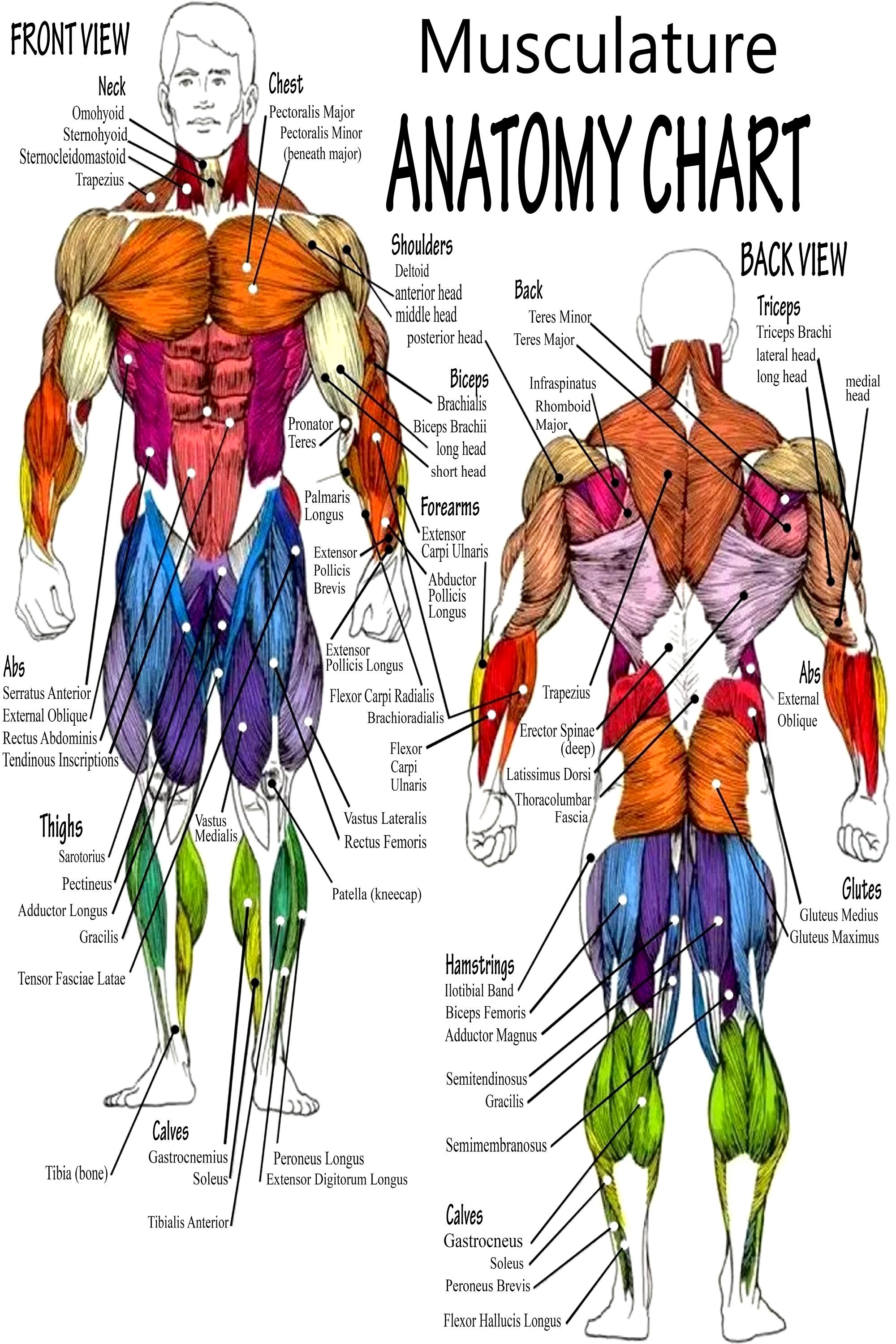 Body Muscle Anatomy Chart Human Anatomy Body Poster Ver 2 Etsy Canada