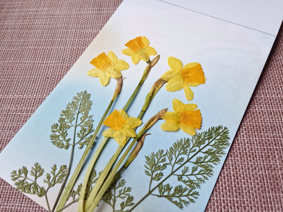 Real Pressed Daffodils, Small Spring Yellow Flowers Herbarium for ...