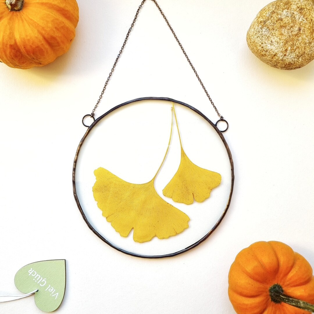 Fall Leaf Wall Hanging Decor Real Pressed Framed Ginkgo Leaves - Etsy