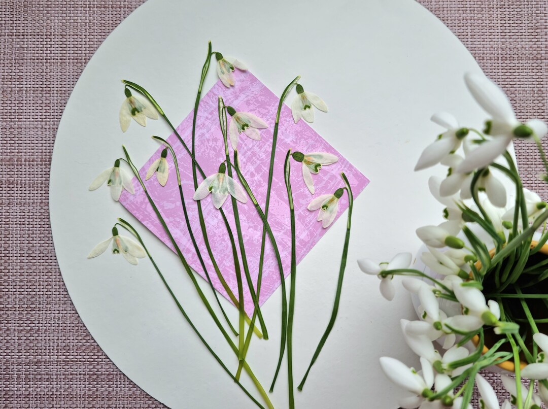 Pressed Snowdrops Set of 10 Real White Flowers With Steam Herbarium ...