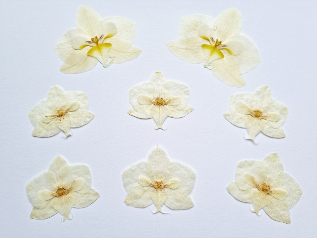 Set of Pressed Orchids 6+2, Real Small Flowers for Resin Art, Floating ...
