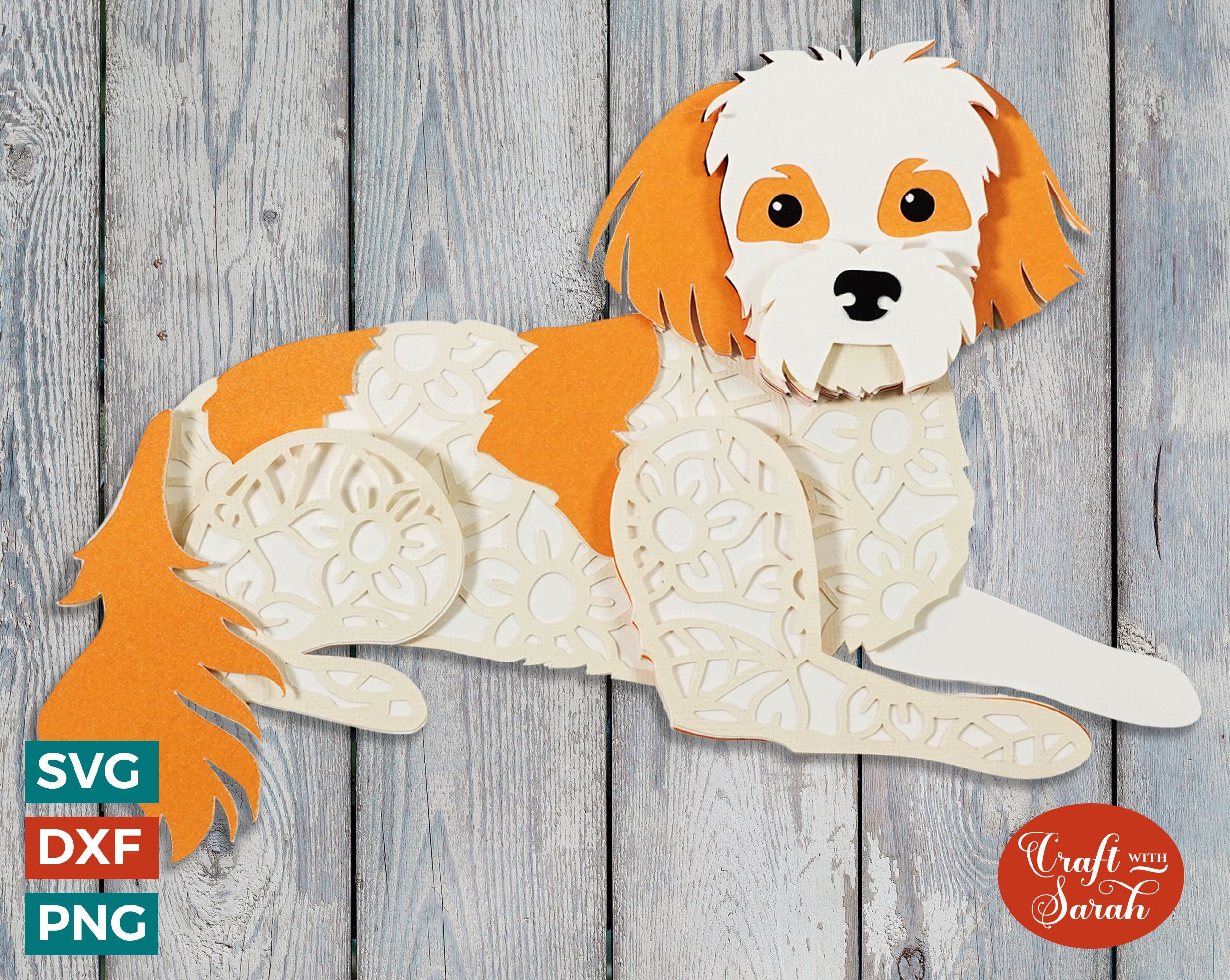 Bichon Frise Panda Cut