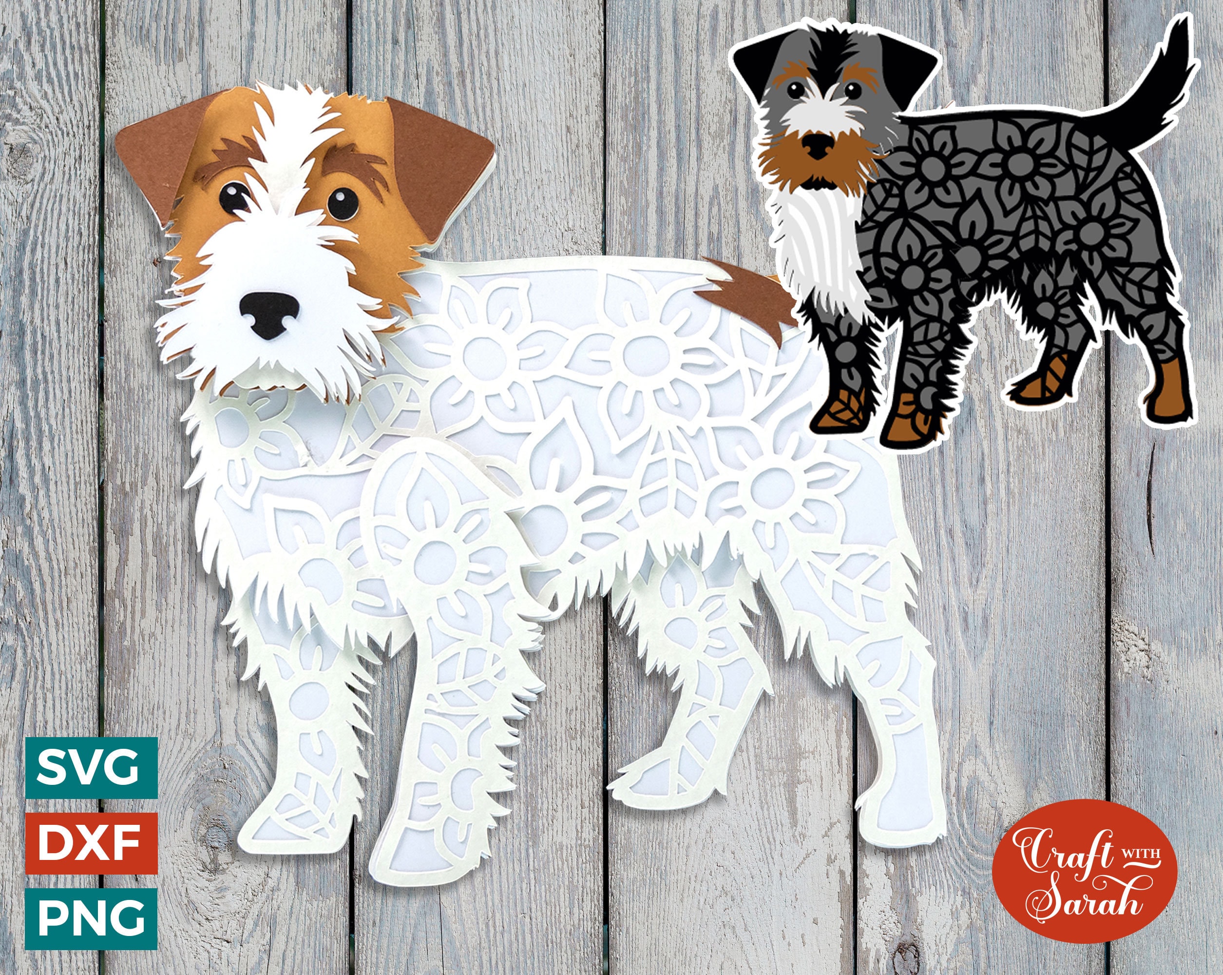 Wire Haired Black And White Jack Russell