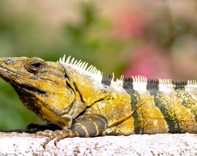 Iguana Print - Etsy