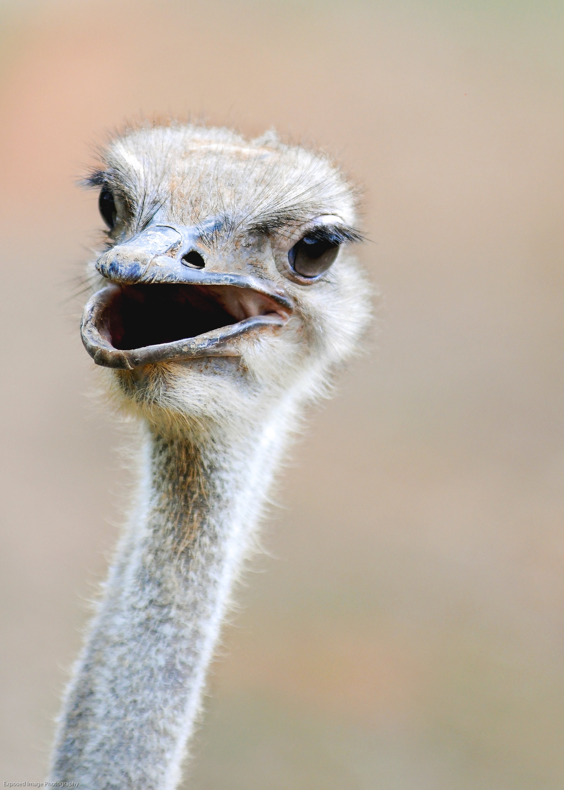Ostrich - Etsy