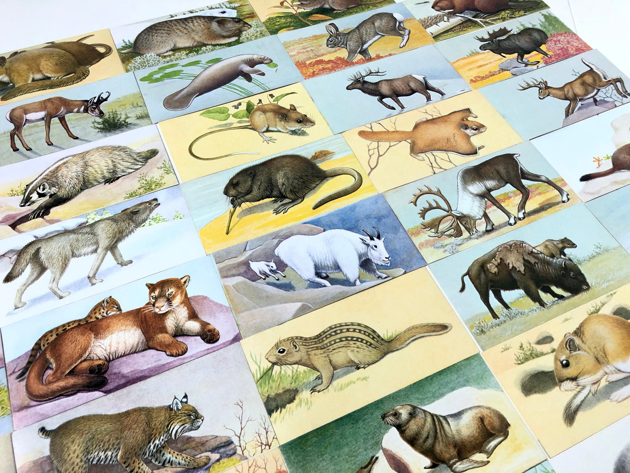 1963 Teach-Me About MAMMALS Flashcards Set of 45 Full Color | Etsy