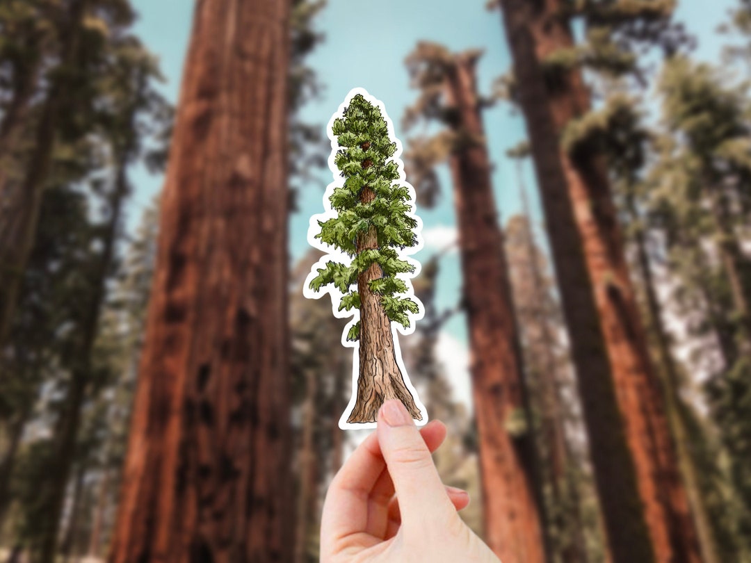 Extra Large Redwood Tree Sticker - Vinyl Waterproof Redwood Forest ...