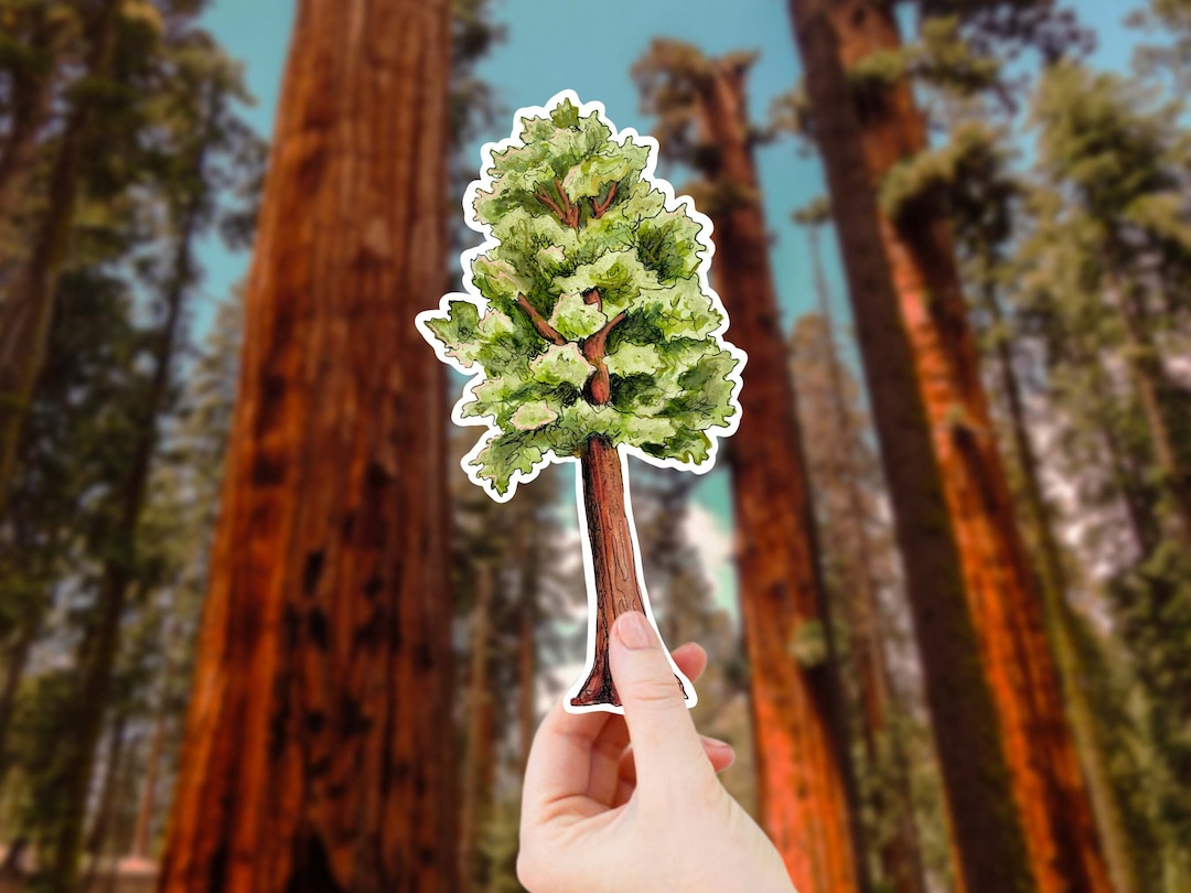 Sequoia Tree Sticker: Waterproof Vinyl Decal, California Redwood Art - Etsy