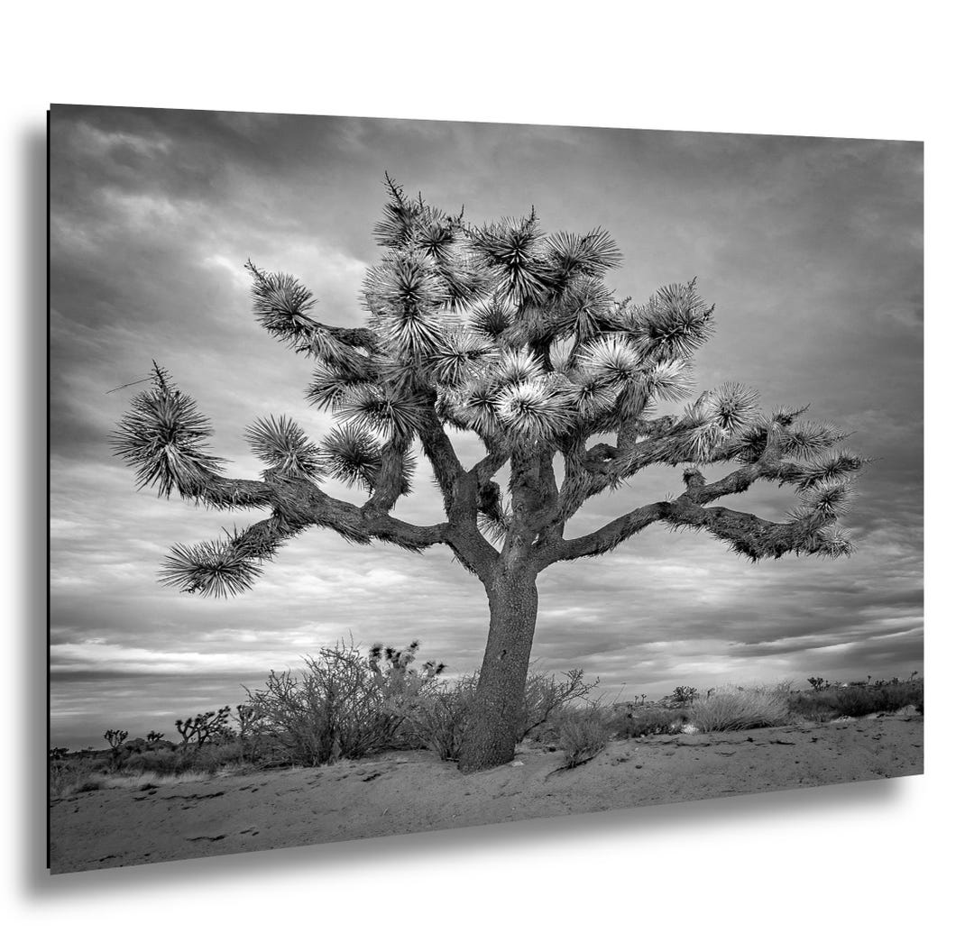 Iconic Joshua Tree Landscape Photo | California Desert Wall Art Print ...