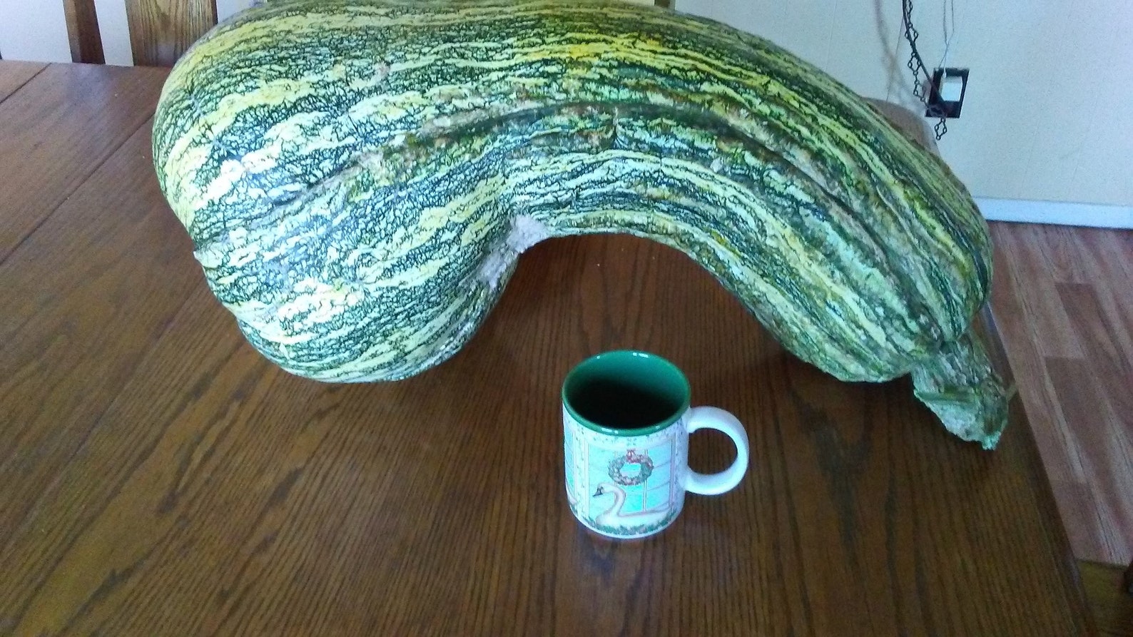 Calabaza Mexicana Seeds - Rare Heirloom Squash, Cushaw Type - Etsy
