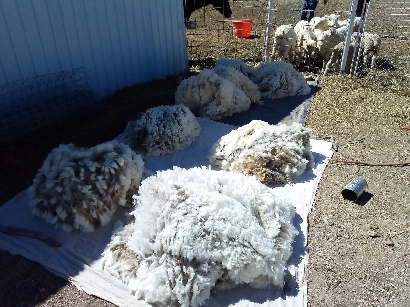 Debouillet Merino Sheep Fleeces. Whole, Raw Fleeces From New Mexico ...