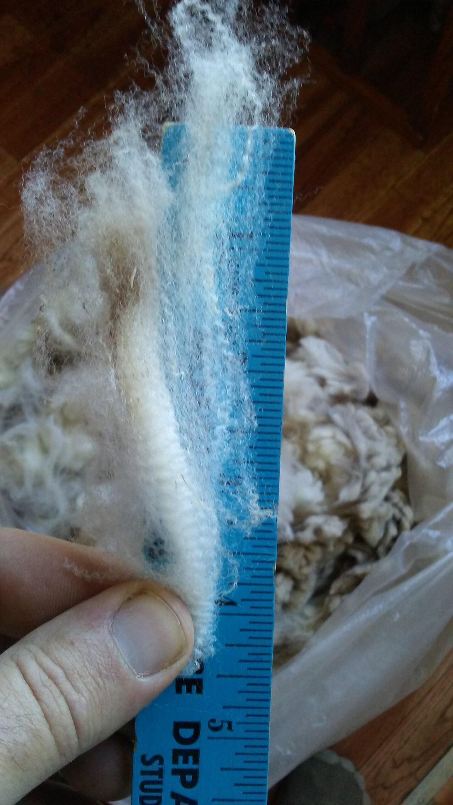 Debouillet Merino Sheep Fleeces. Whole, Raw Fleeces From New Mexico ...