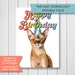 Abyssinian Cat Birthday Card Printable Cat Birthday Card Rudy Abby Cat ...