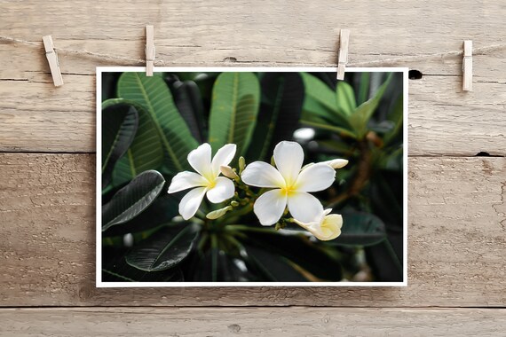 Printable Wall Art Frangipani Print Bali Decor Tropical - Etsy