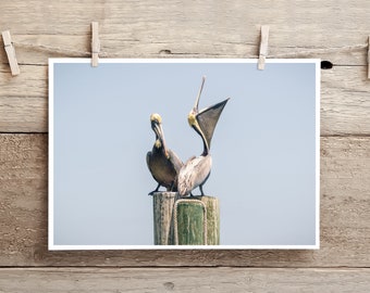 Pelican Print Pelican Wall Art Pelican Art Print Flying - Etsy