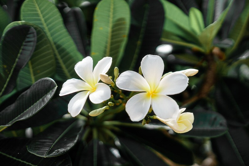 Printable Wall Art, Frangipani Print, Bali Decor, Tropical Flower Art ...