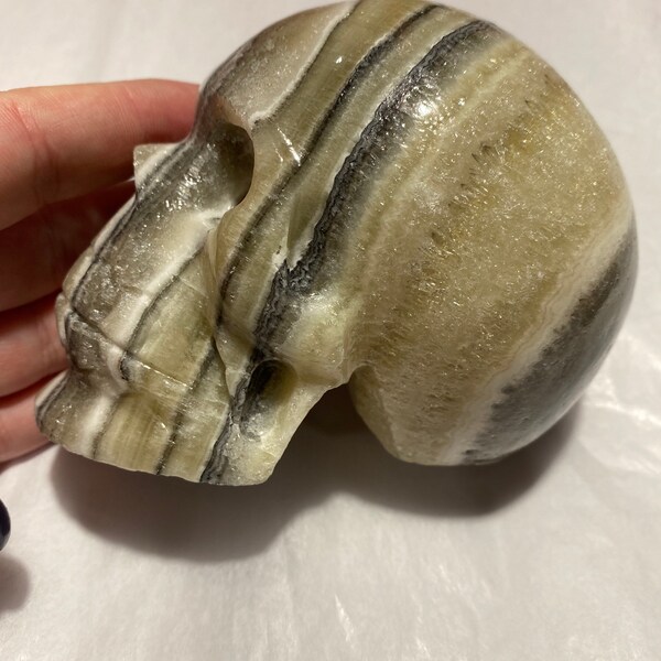 Zebra Skulls Skull - Etsy