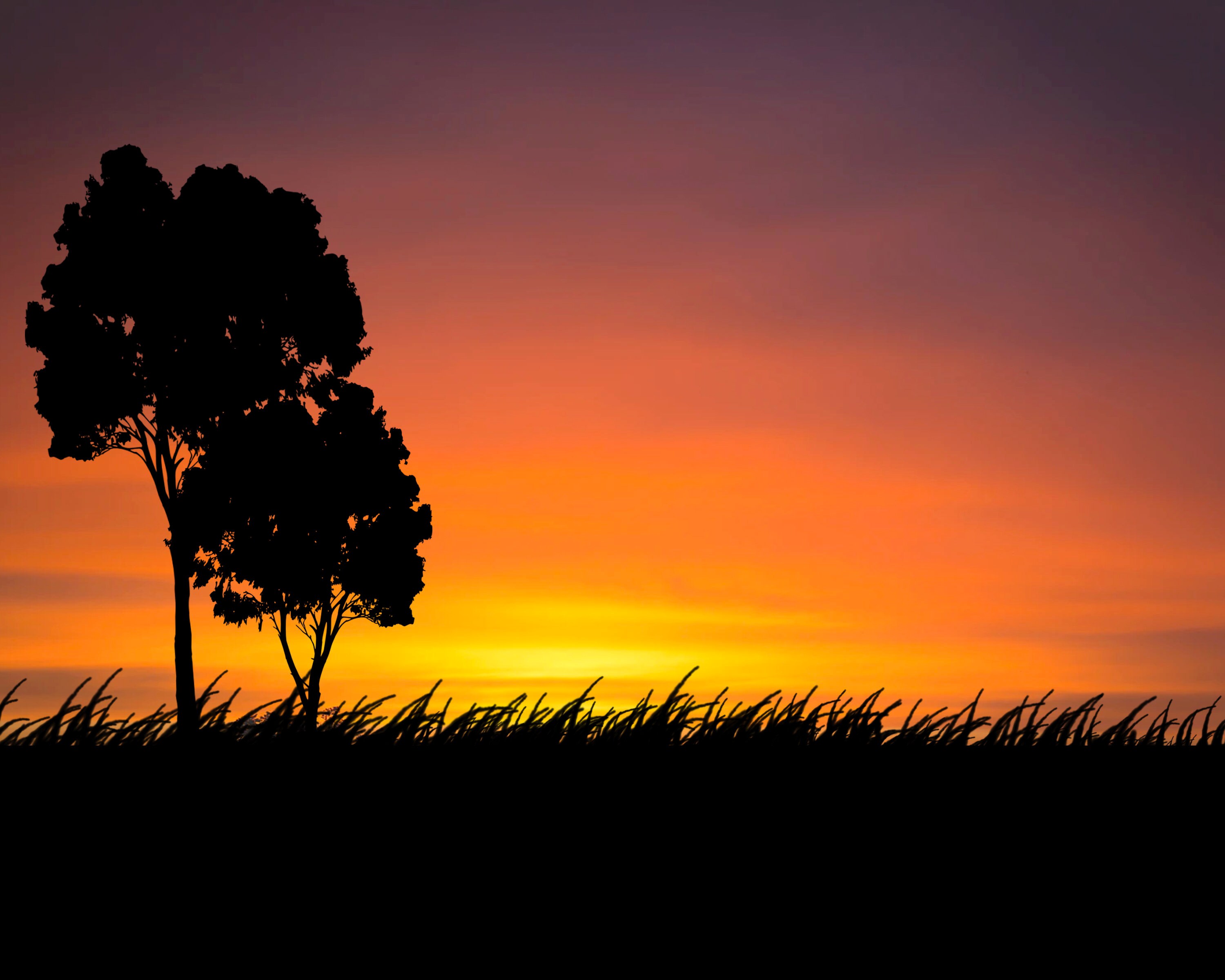 INSTANT DOWNLOAD - Silhouette Trees 8x10, Background, Digital ...