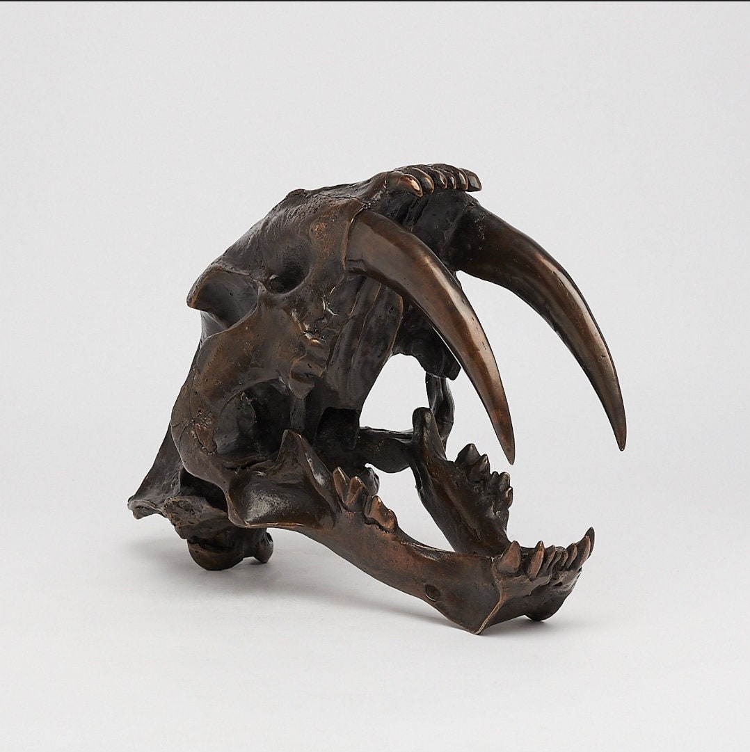 XL Bronze Sabertooth Tiger Skull, Saber-toothed Tiger Sculpture Made of ...