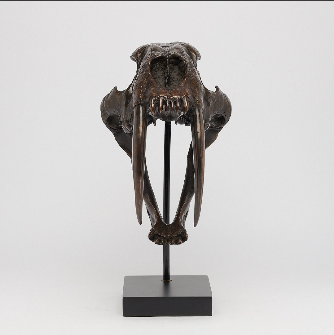 XL Bronze Sabertooth Tiger Skull, Saber-toothed Tiger Sculpture Made of ...