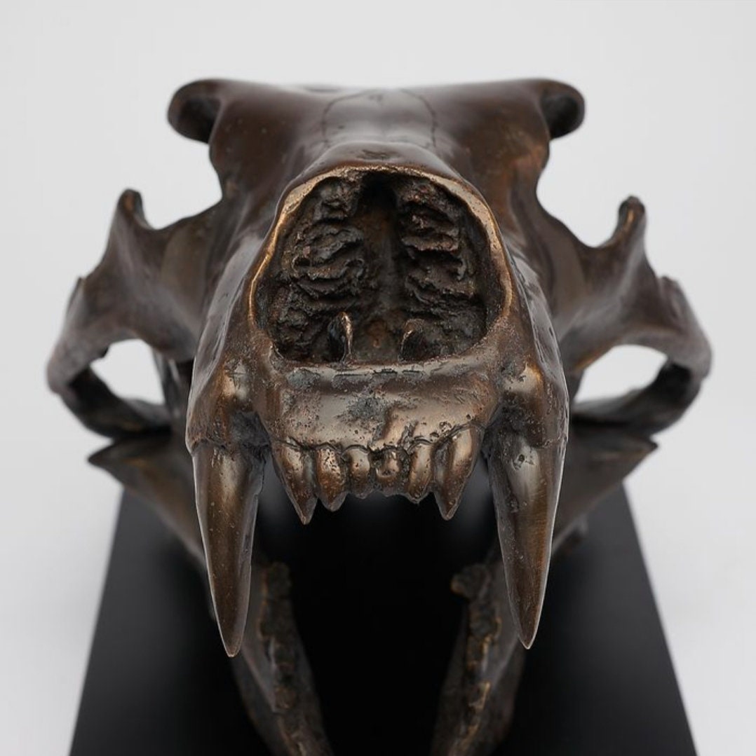 XL Polar Bear Skull Polar Bear Skull Made of Real Bronze - Etsy UK