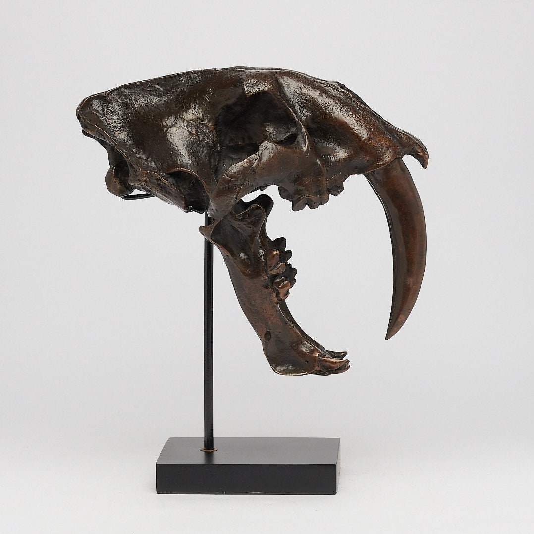 XL Bronze Sabertooth Tiger Skull, Saber-toothed Tiger Sculpture Made of ...