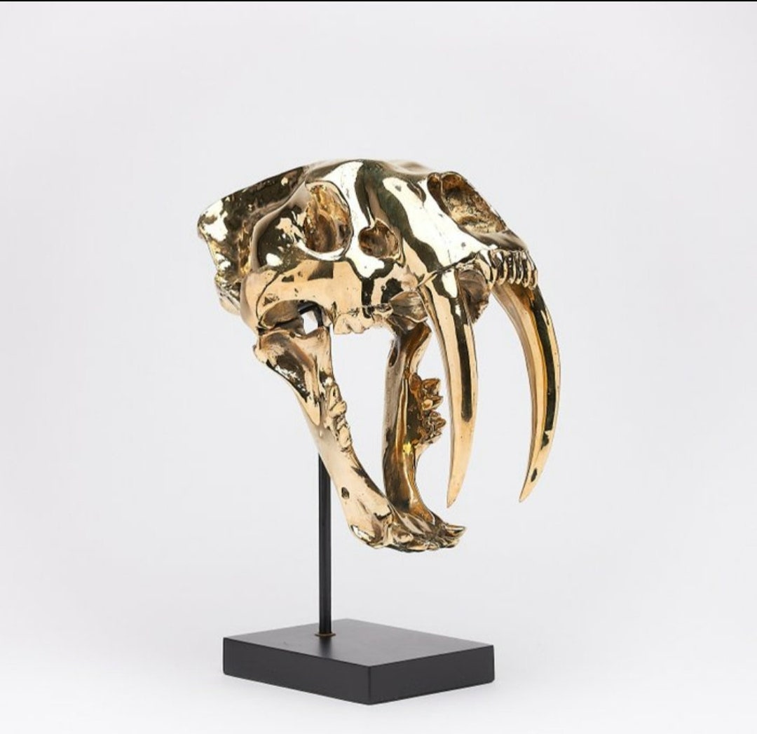 XL Bronze Sabertooth Tiger Skull, Gold Polished Bronze, Saber-toothed ...