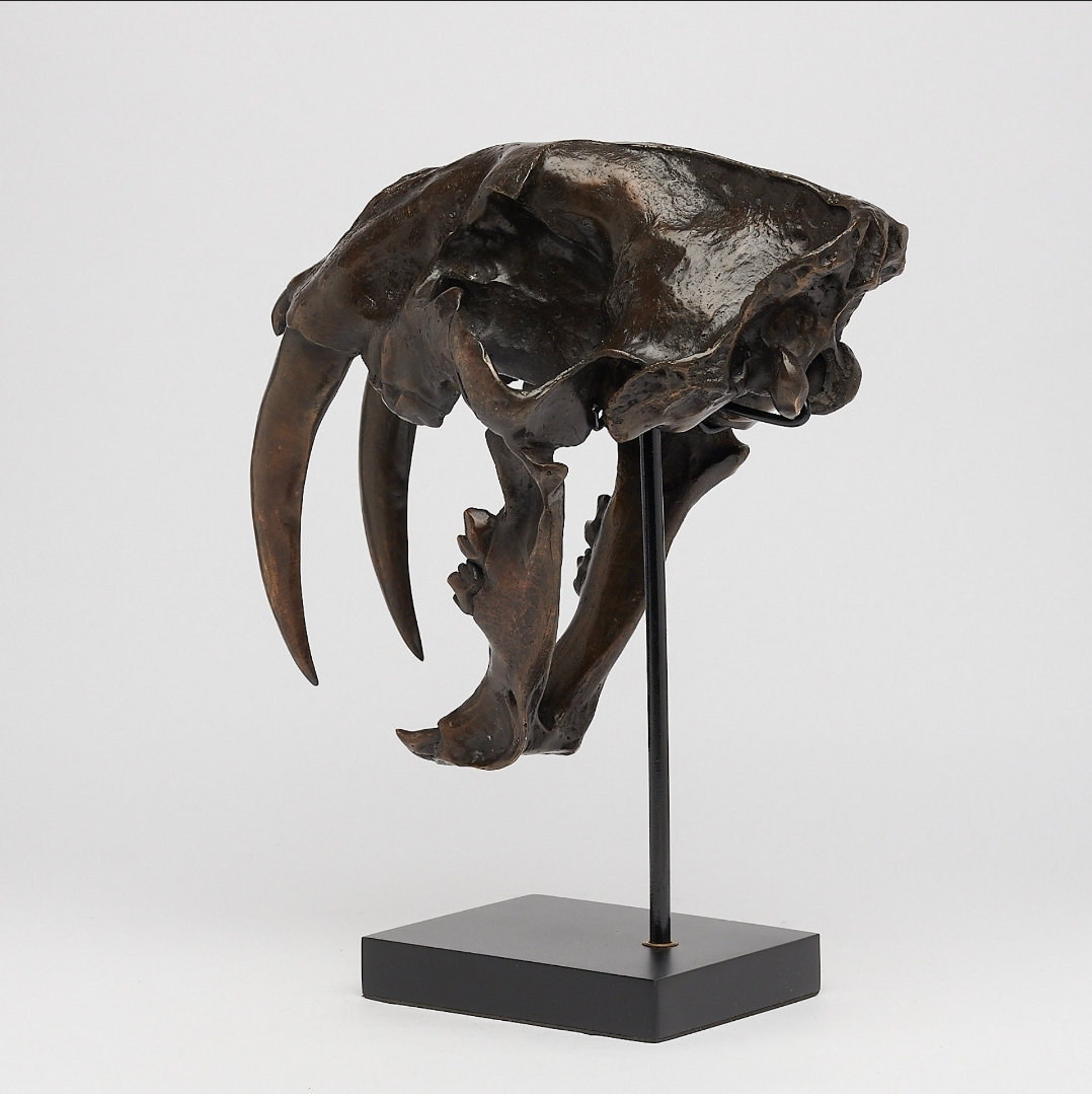 XL Bronze Sabertooth Tiger Skull, Saber-toothed Tiger Sculpture Made of ...