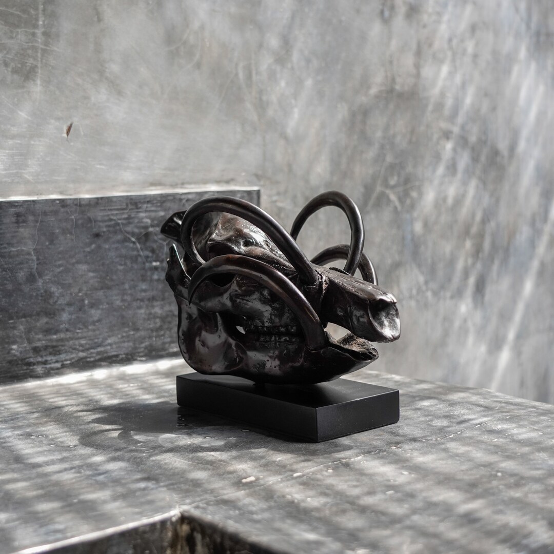 Babirusa Skull, Skull, Sculpture Made of Real Dark Bronze, Decoration ...