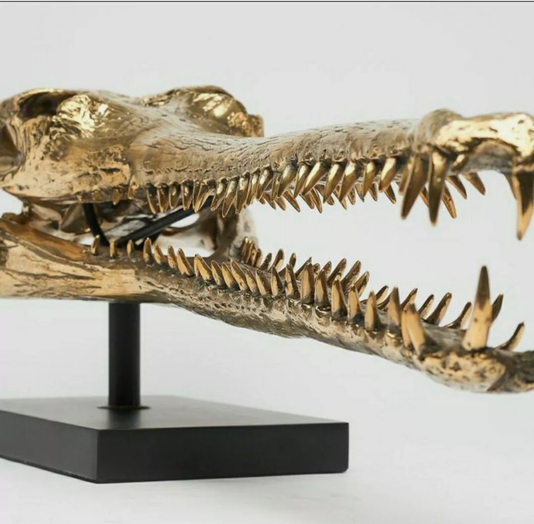 XXL, Extra Large Polished Bronze Gharial Skull, 70 Cm Crocodile ...