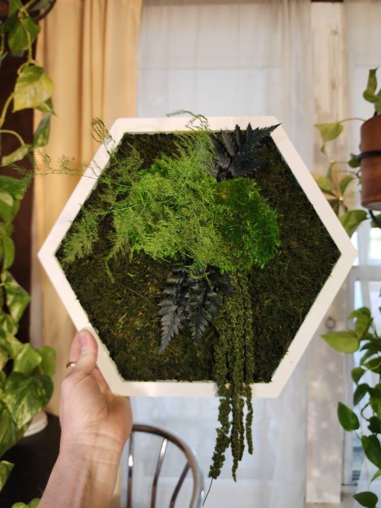 Hexagon Moss Wall Art Gift Nature Plants Interior Design - Etsy