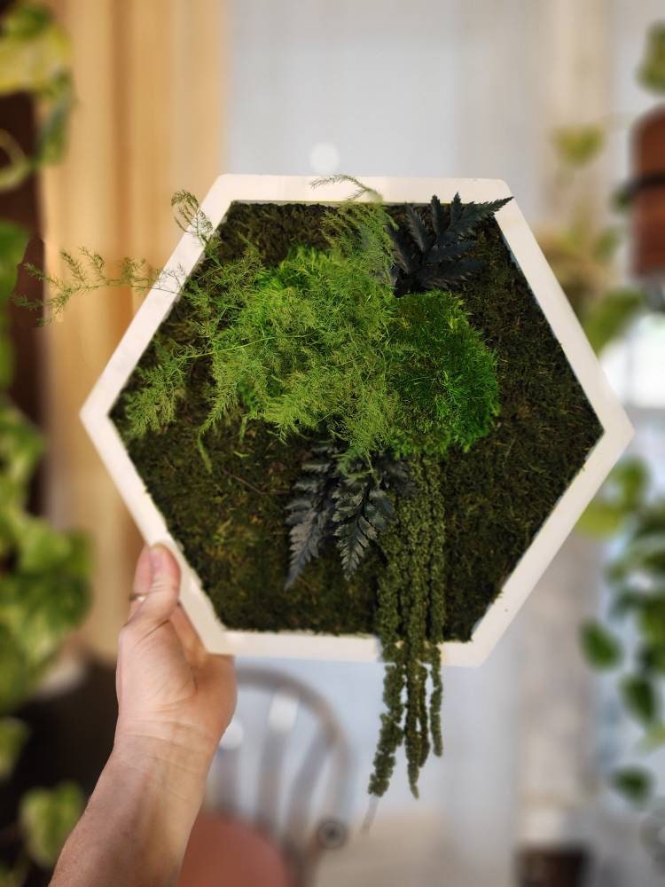 Hexagon Moss Wall Art Gift Nature Plants Interior Design - Etsy