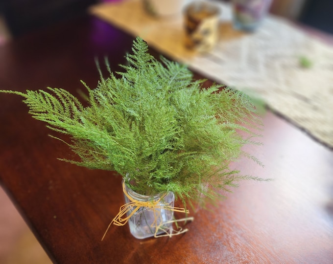 Preserved Asparagus Fern | Plumosus Real No Maintenance Bouquet Floral ...