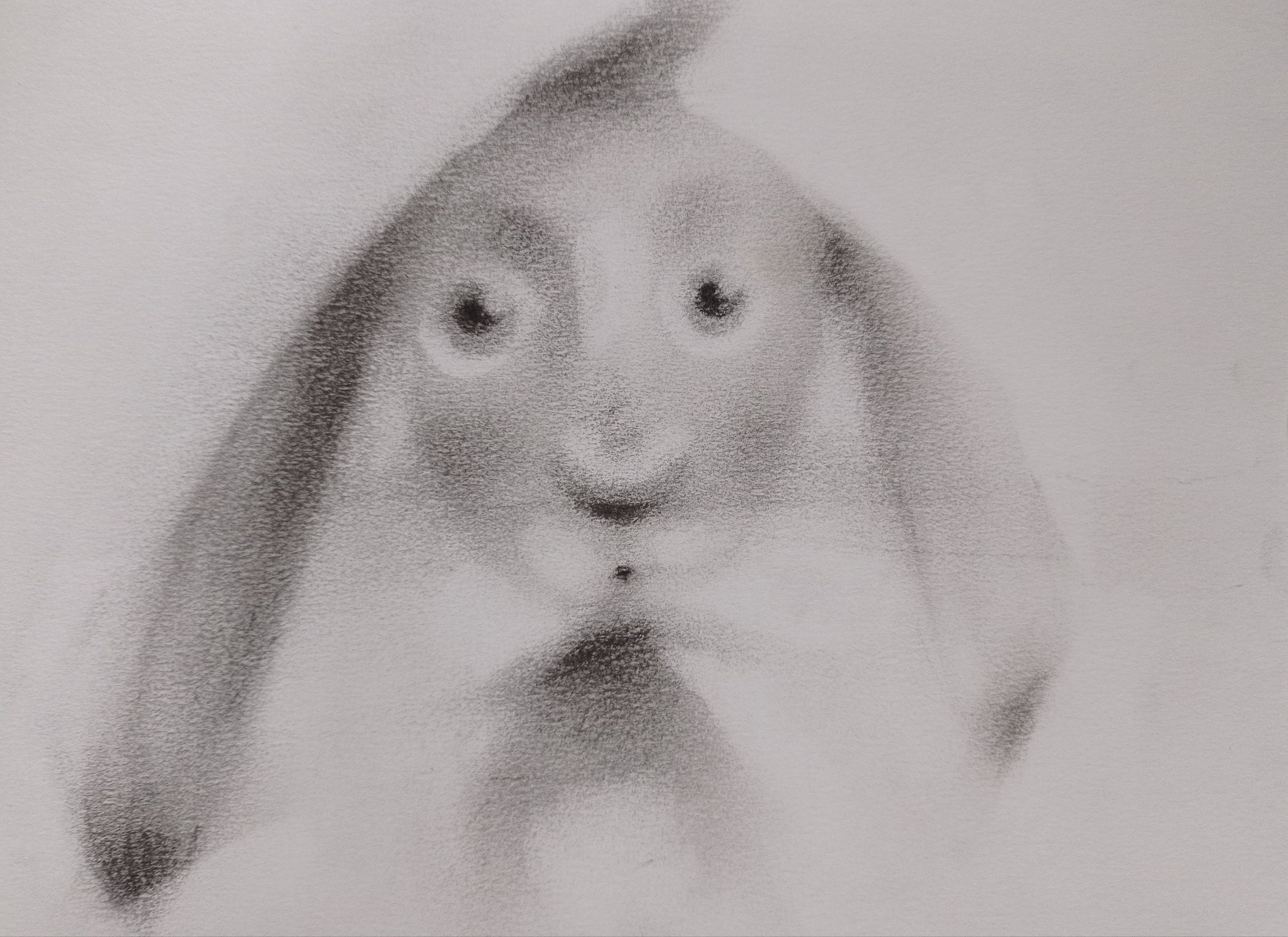 Drawing Charcoal Illustration Animal Drawing Hare Drawing Rysunek ...