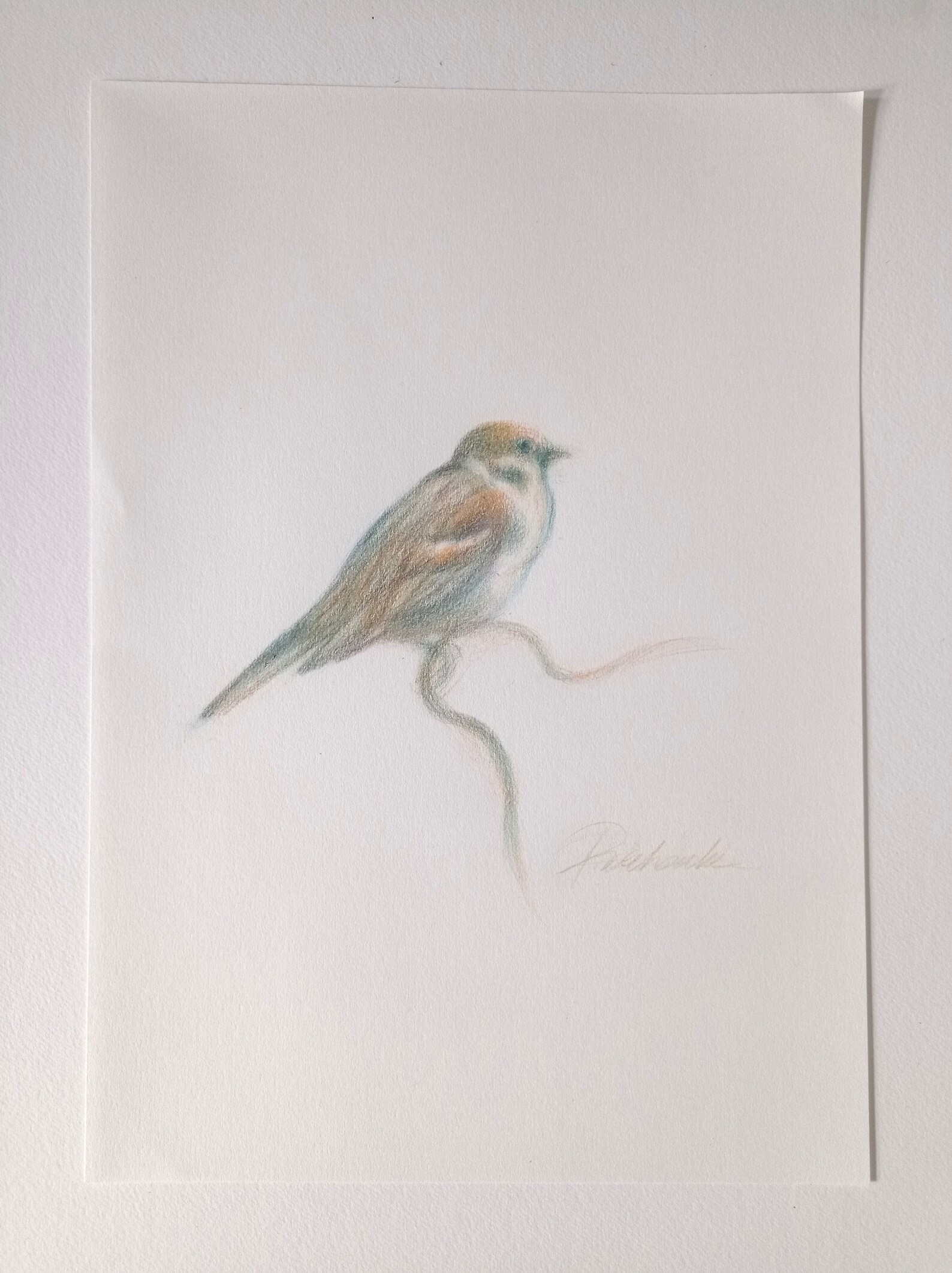 Bird Sparrow Drawing Crayon Drawing Rysunek Kredkami Ptak Wróbel - Etsy