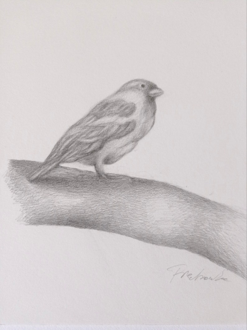 Bird Drawing Pencil Drawing Sparrow Rysunek Ołówkiem Ptak Wróbel - Etsy