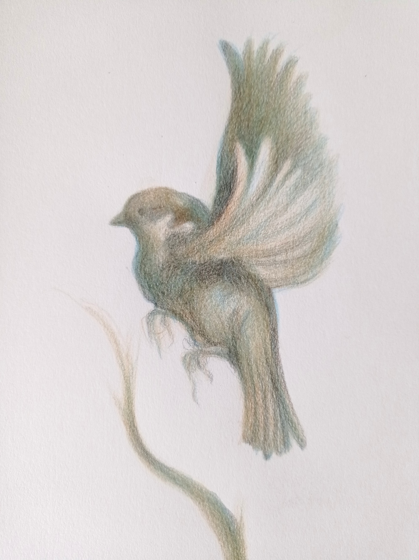 Bird Sparrow Drawing Crayon Drawing Sketch Rysunek Kredkami Szkic Ptak ...