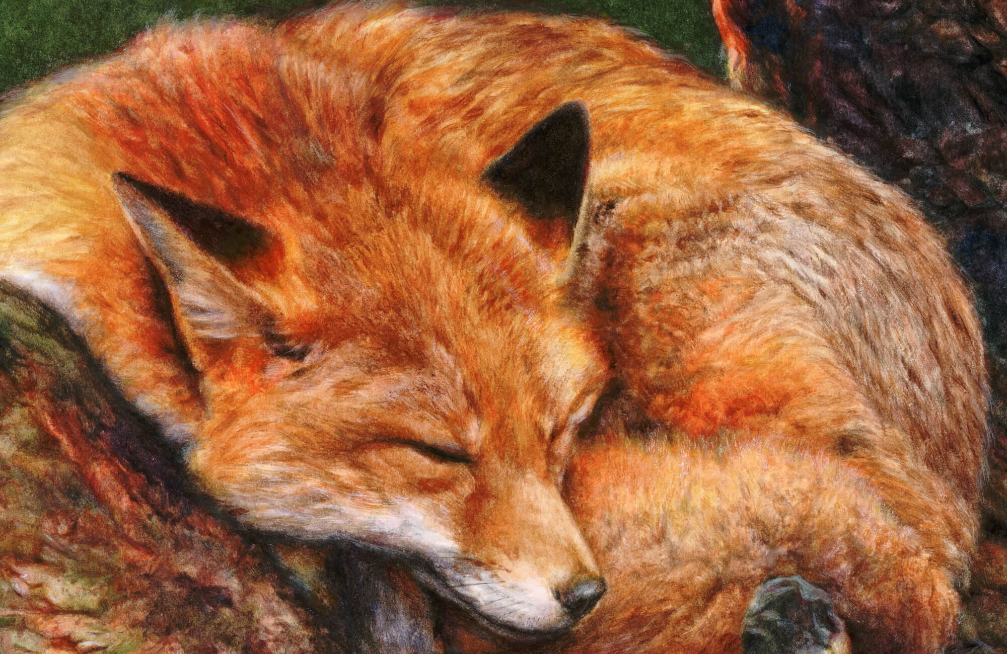 Limited Edition Fox Print, Signed Giclee Watercolour Wildlife Art - Etsy