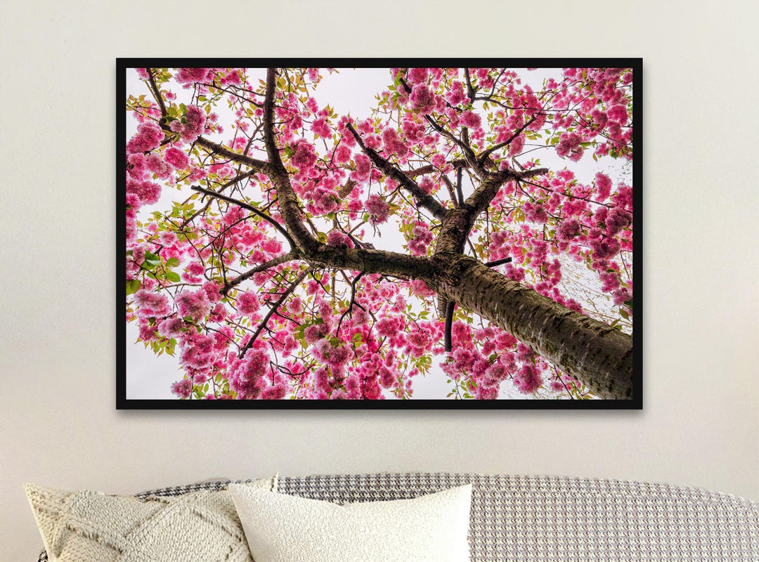 Spring Blossom Canopy Photography Print Pink Cherry Tree in Full Bloom ...