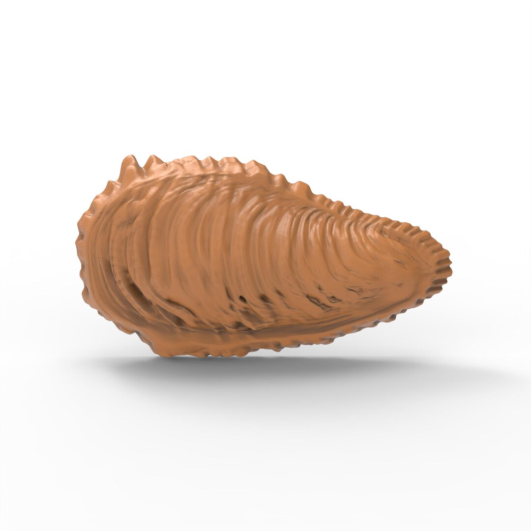 Sea Shell 3D Model Clam Shell STL File for CNC Router 3D Printing ...