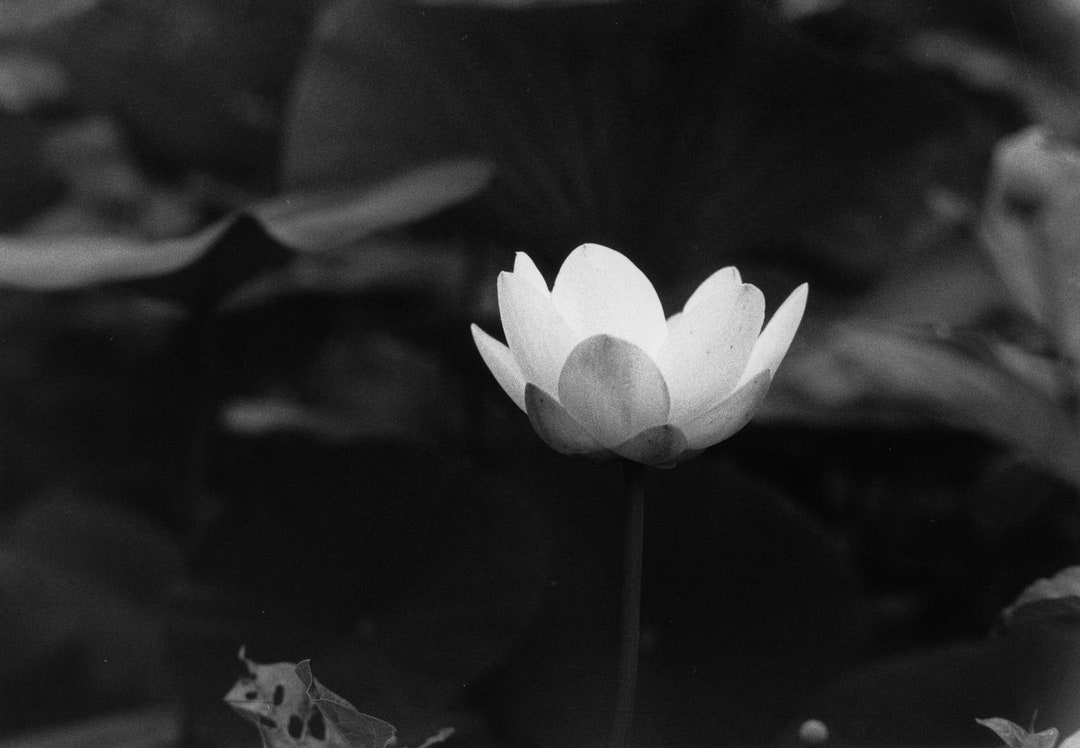 Water Lily - Silver Gelatin Print (7x10" in 11x14" Mat) - Etsy