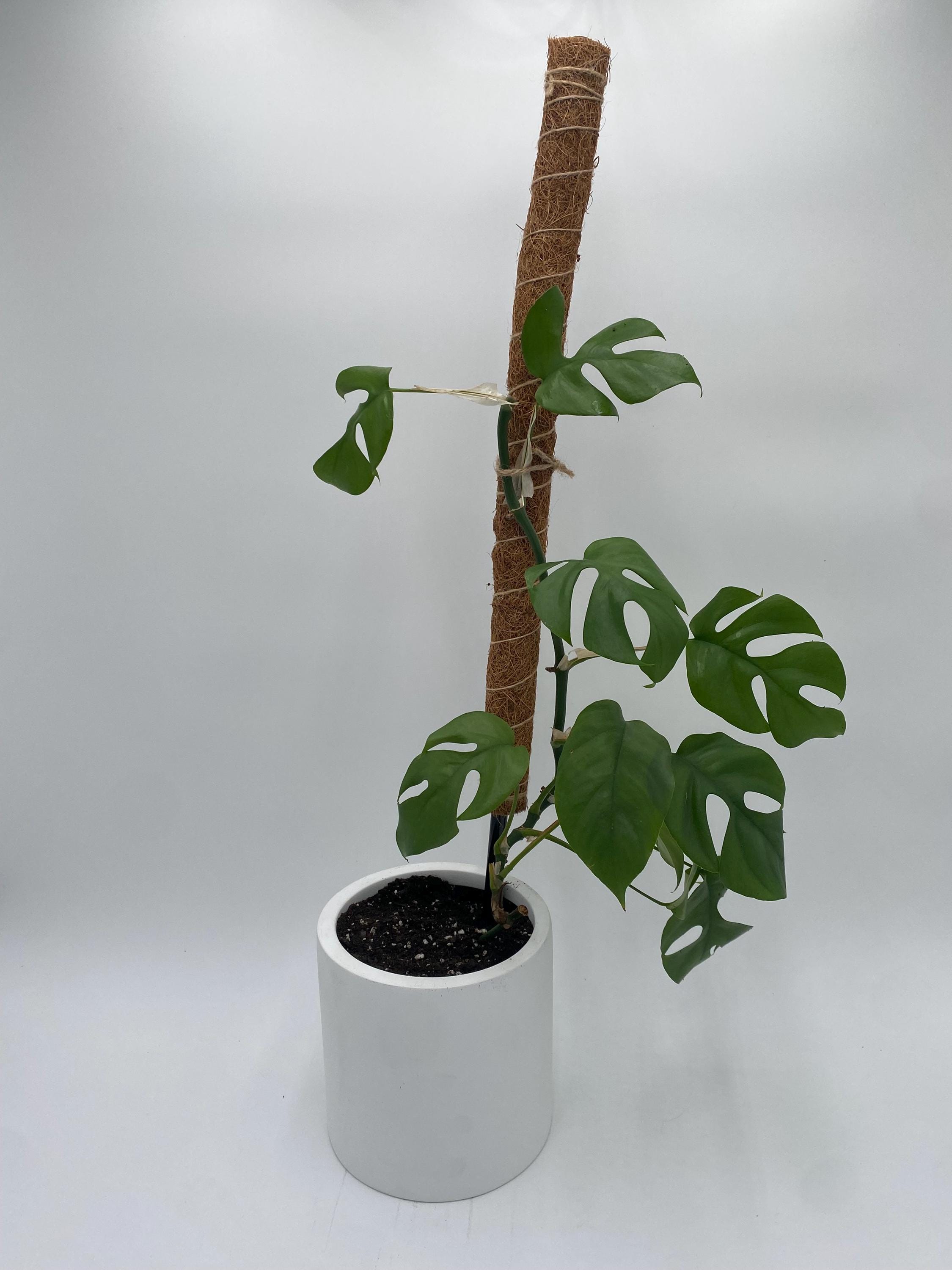 Bendable Stackable Coco Coir Moss Pole, 18”/24.4” Plant Stake, Support ...