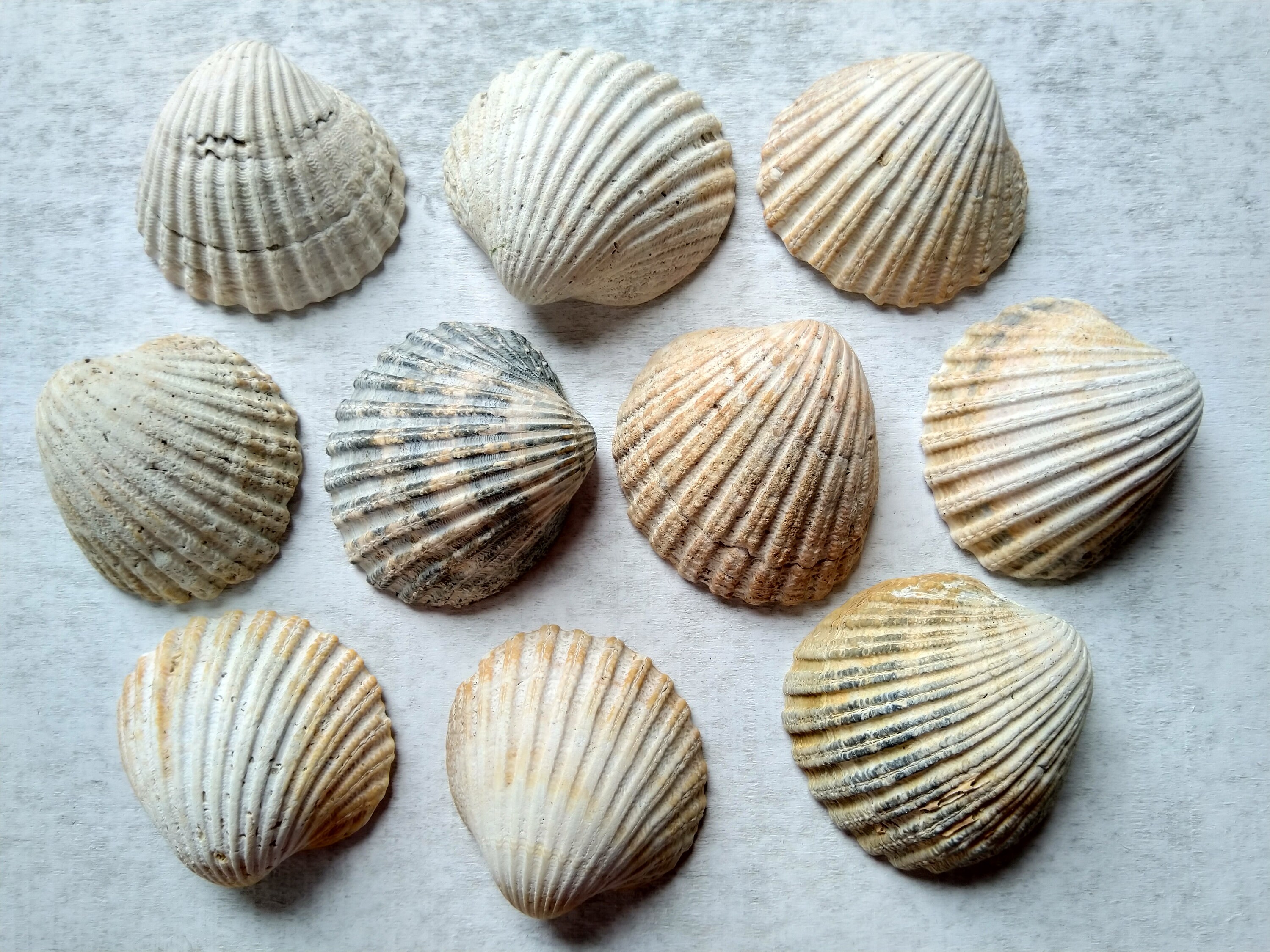 10 Handpicked Collection Scottish Medium Cockel Shells for | Etsy