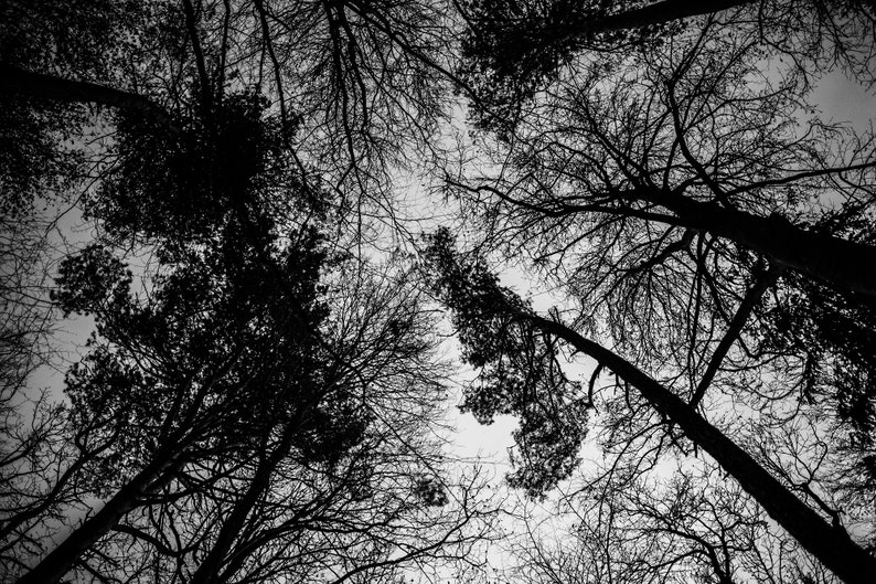 Borders Print Black and White Woods Printable Trees Wall Art | Etsy