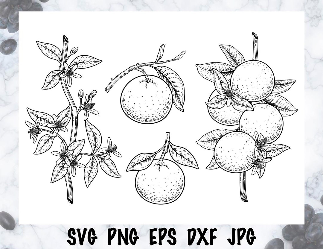 Naranja SVG frutas Svg fresco SVG archivo naturaleza SVG naranja ...