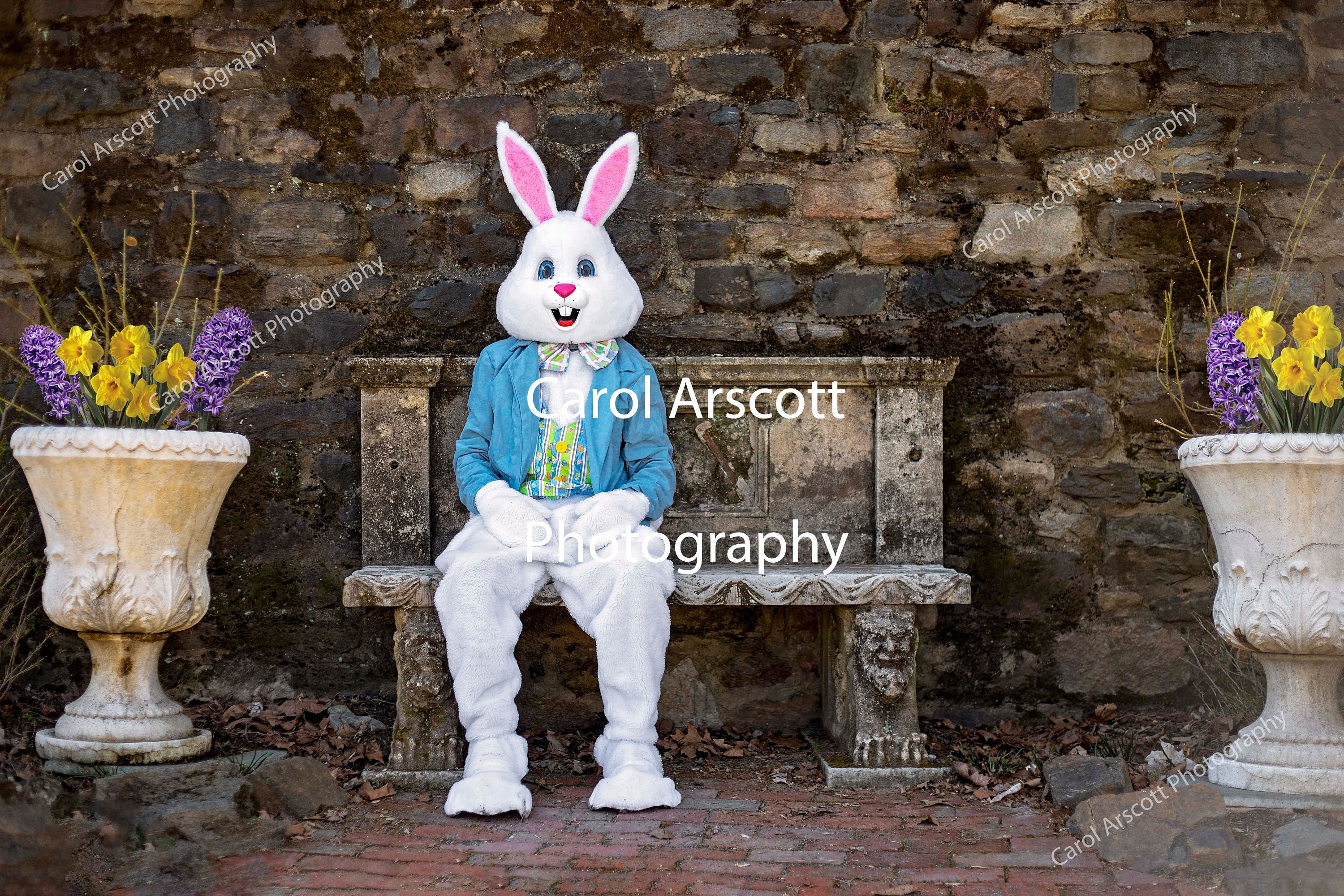 Easter Bunny on Bench in the Park Landscape Digital Backdrop Background ...