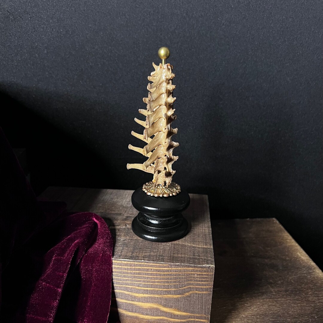 Darkpatina Armadillo Spine Custom Stand TAXIDERMY ODDITIES - Etsy